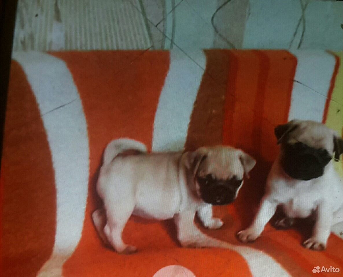 Мопсики с документамиркф