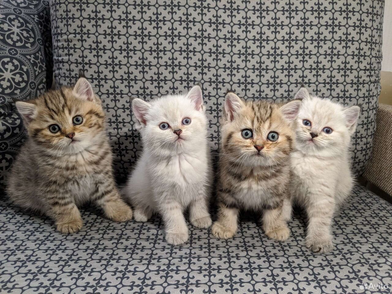 Милые шотландцы ждут вас