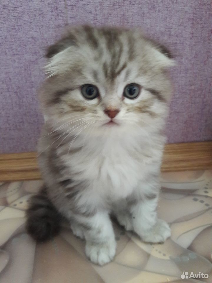 Шотландский котенок