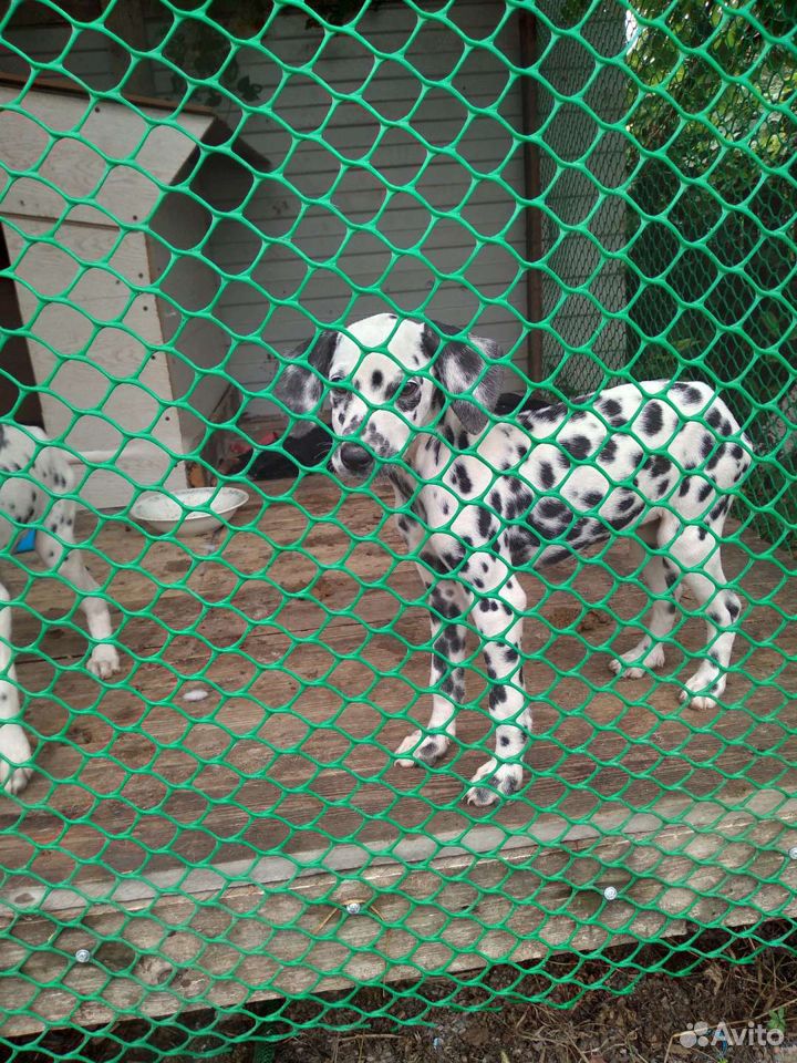 Щенки далматина