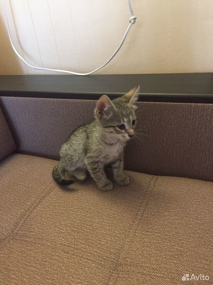 Котята мальчики в добрые руки