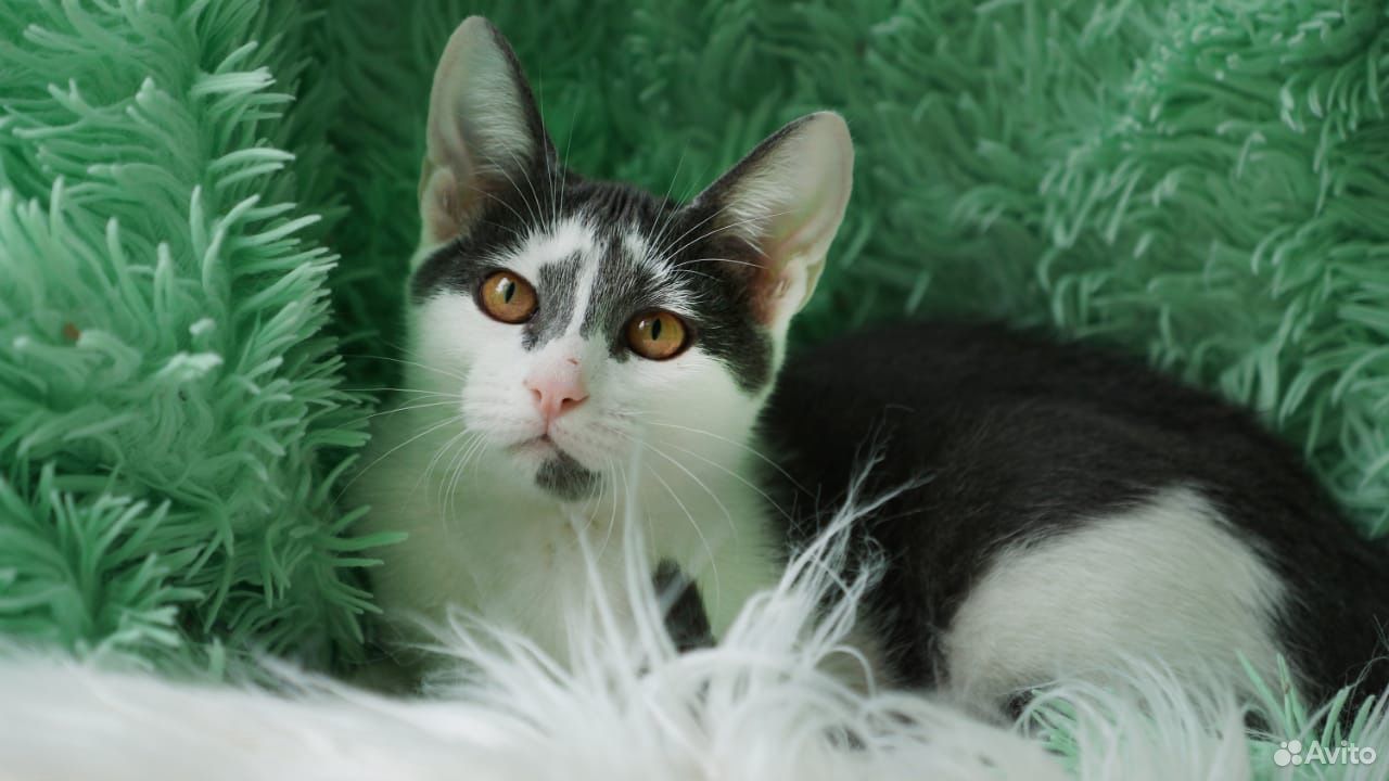 Котёнок Каспер, 5 месяцев