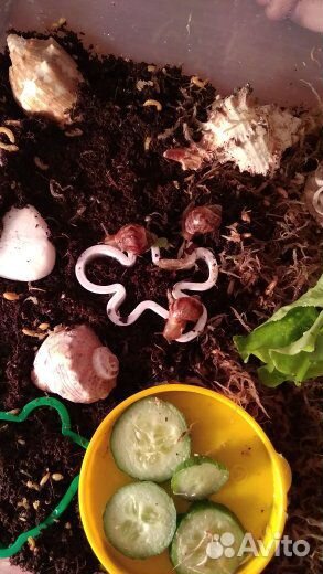 Улитки ахотины