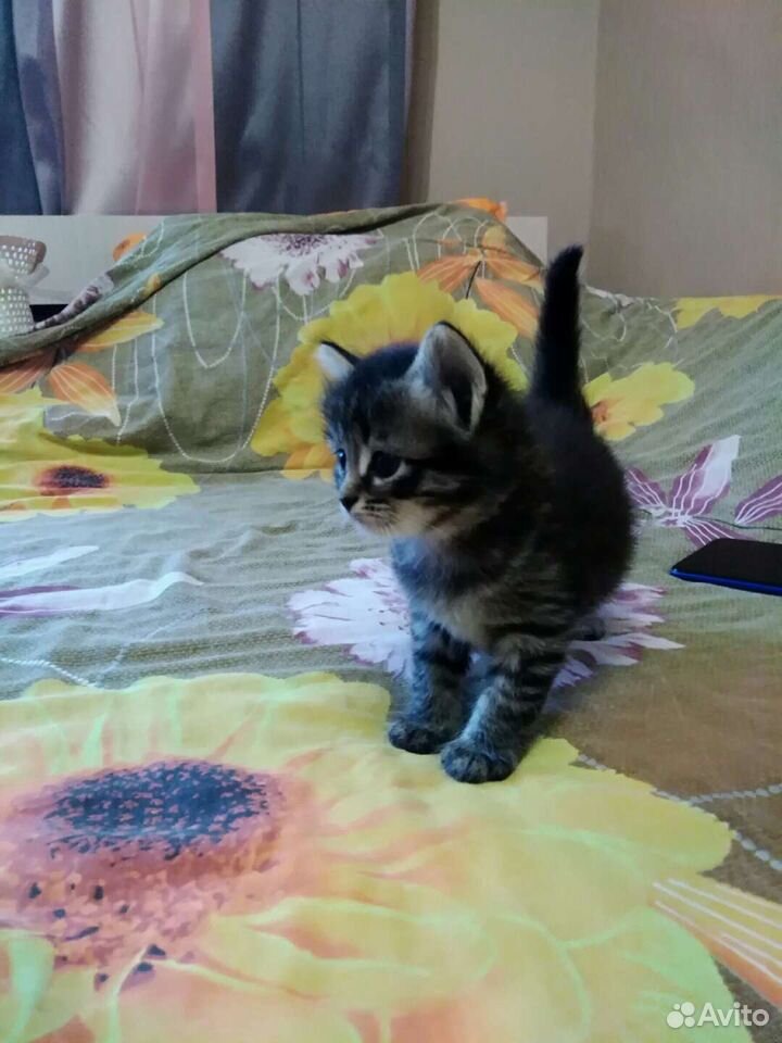 Котёнок мальчик в добрые руки