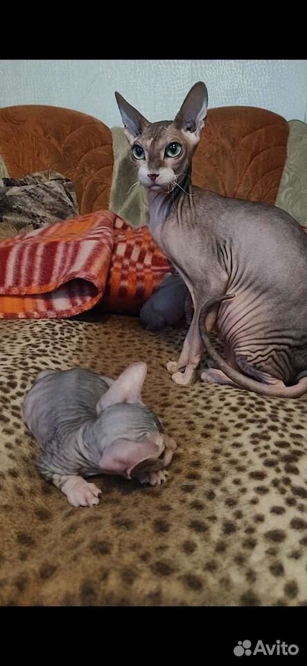Котята донского сфинкса