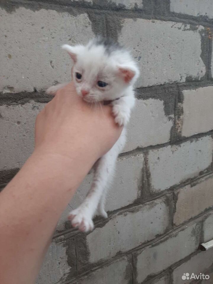 Котята