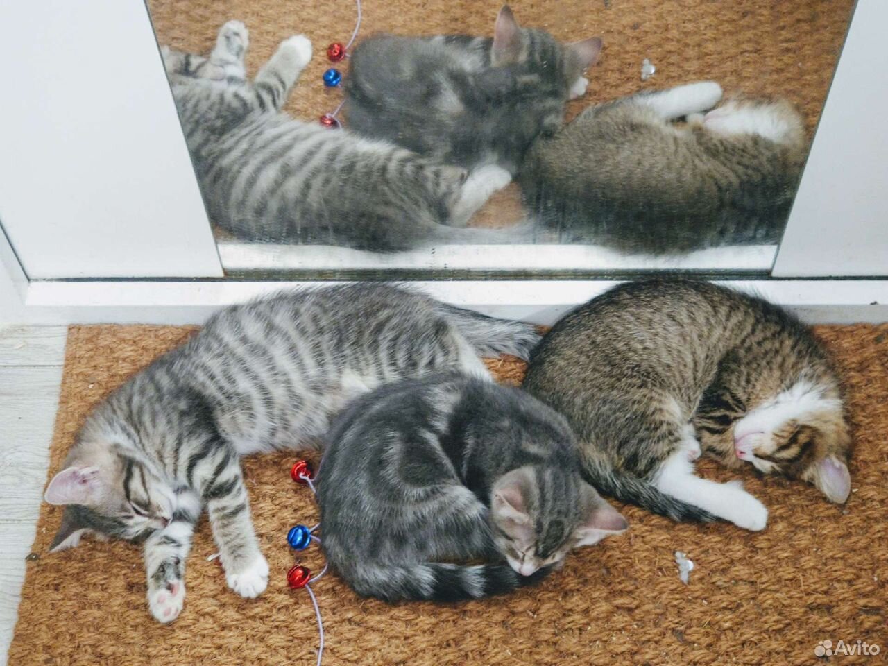 Шикарные котятки, лучшие друзья