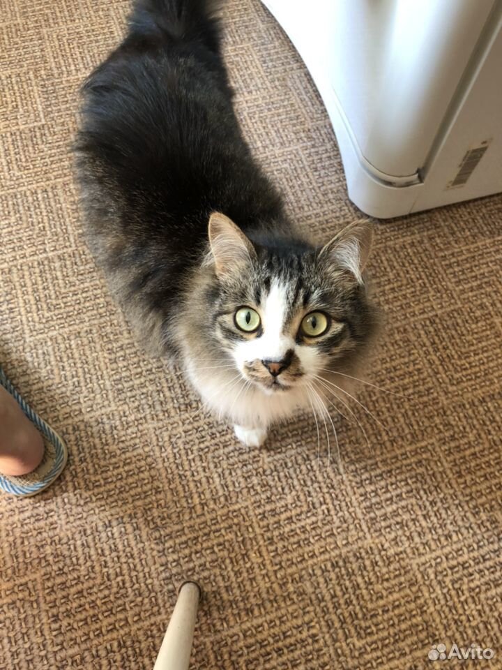 Кошка