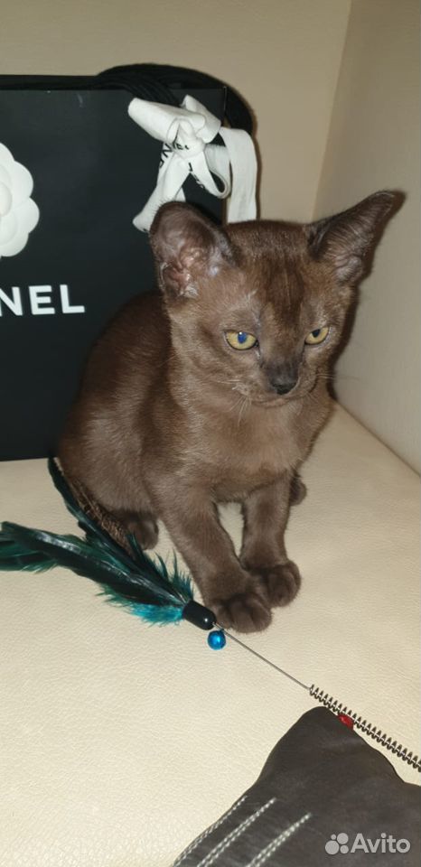 Истинная леди