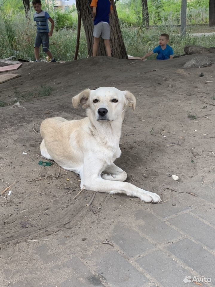 Ретривер лабрадор двор