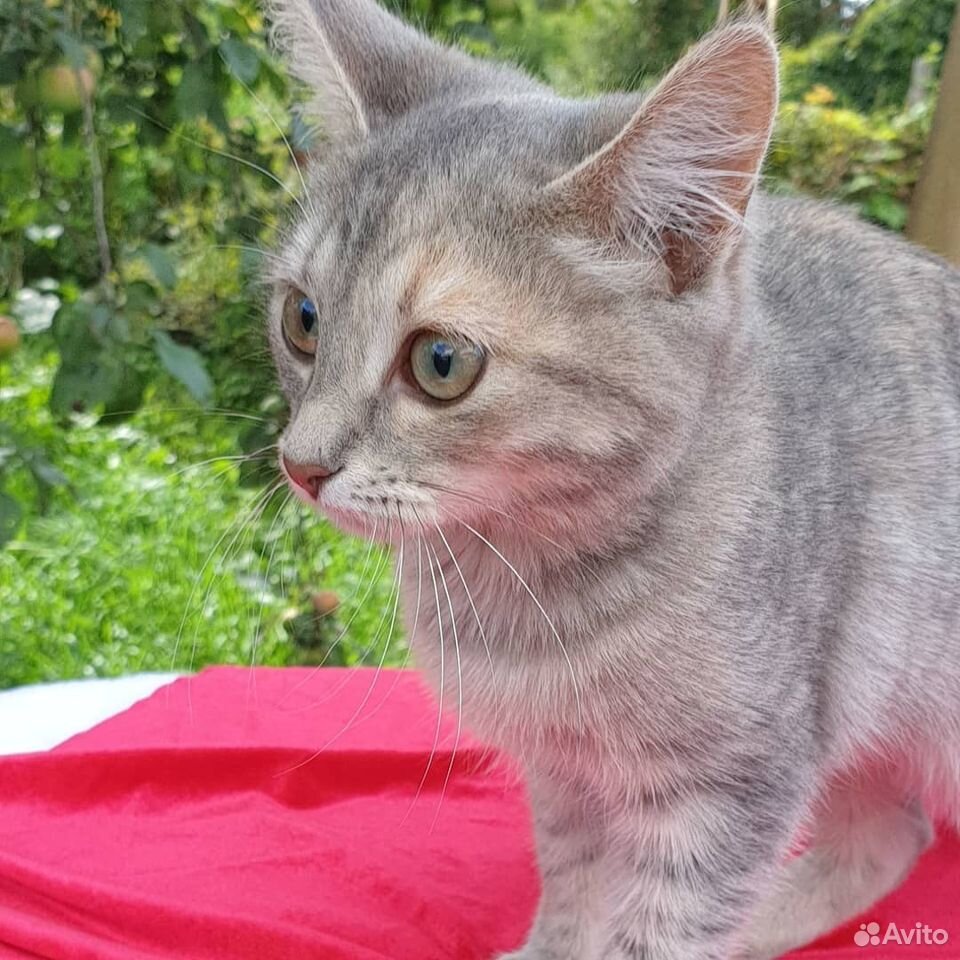 Котёнок - девочка в добрые ручки