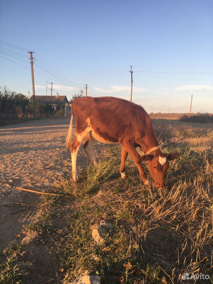 Продам тёлочку