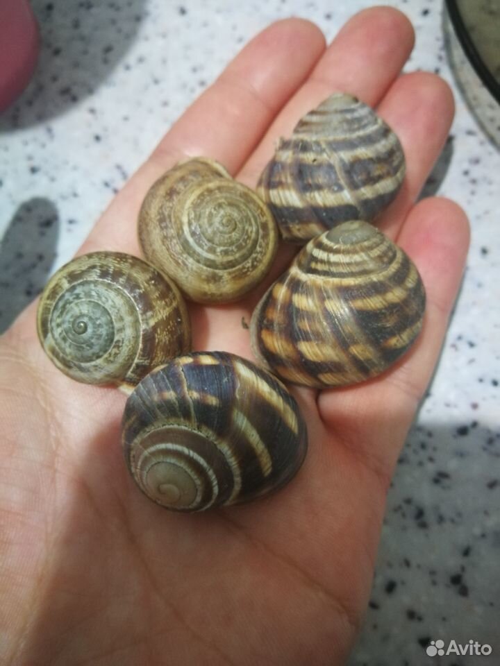 Виноградная улитка