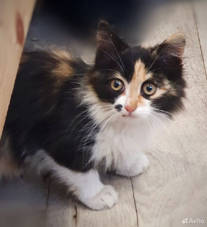 Мерилин Монро среди кошачьих. Красота ищет дом