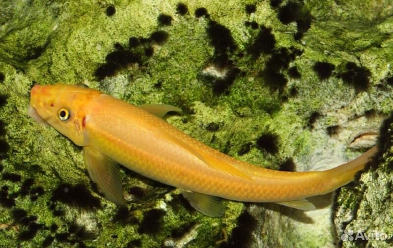 Гиринохейлус желтый (золотой)