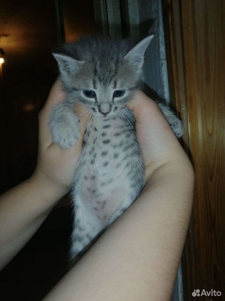 Кошка