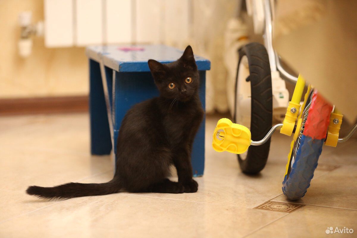 Котята