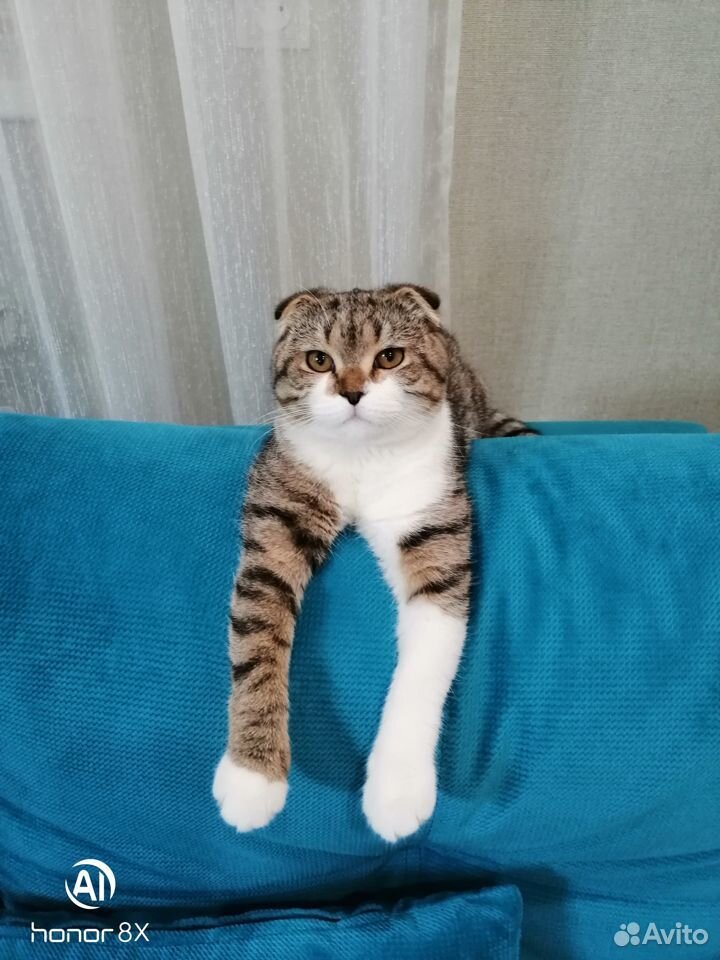 Кошечка ищет жениха