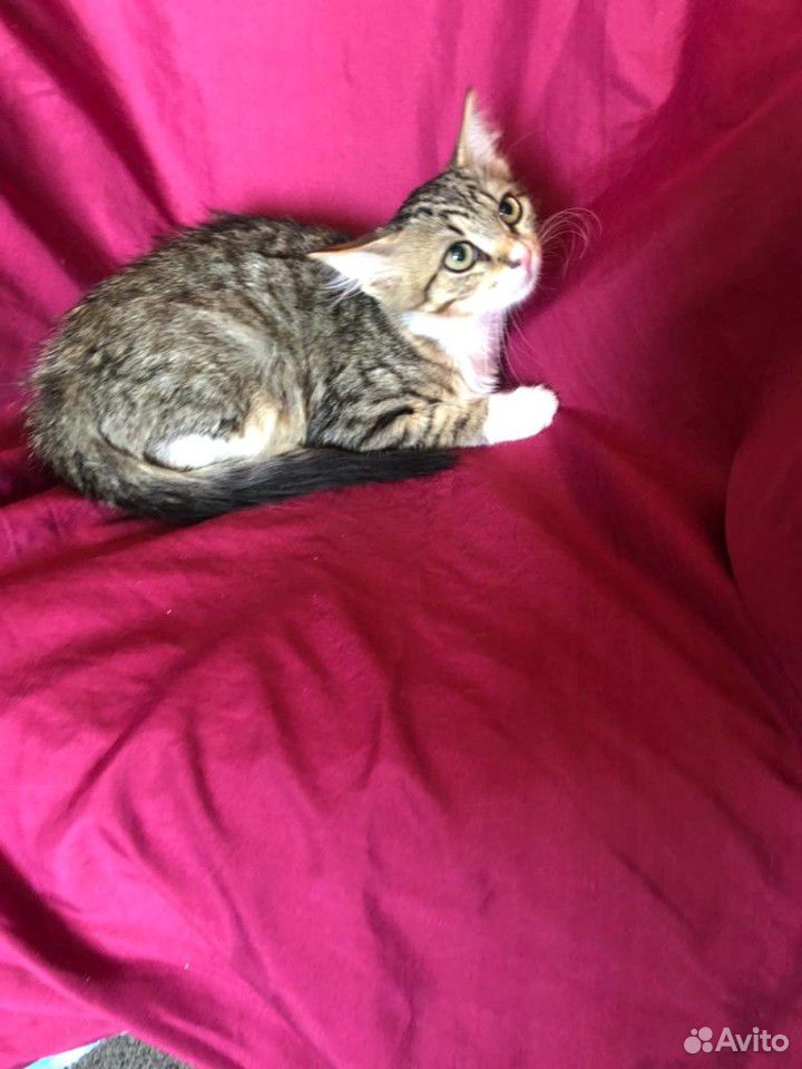 Котёнок 2,5месяца,девочку