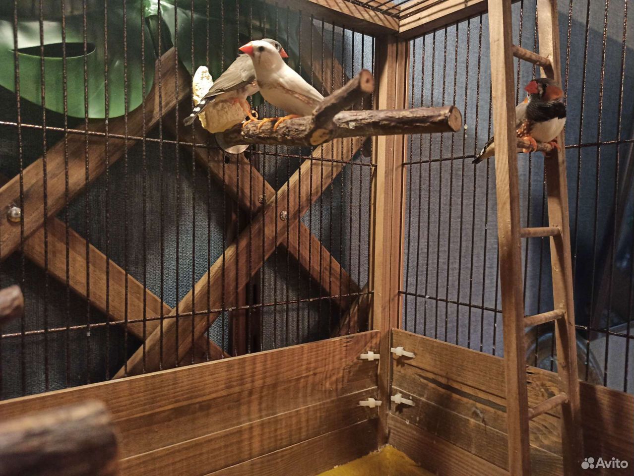 Амадины (в добрые руки)