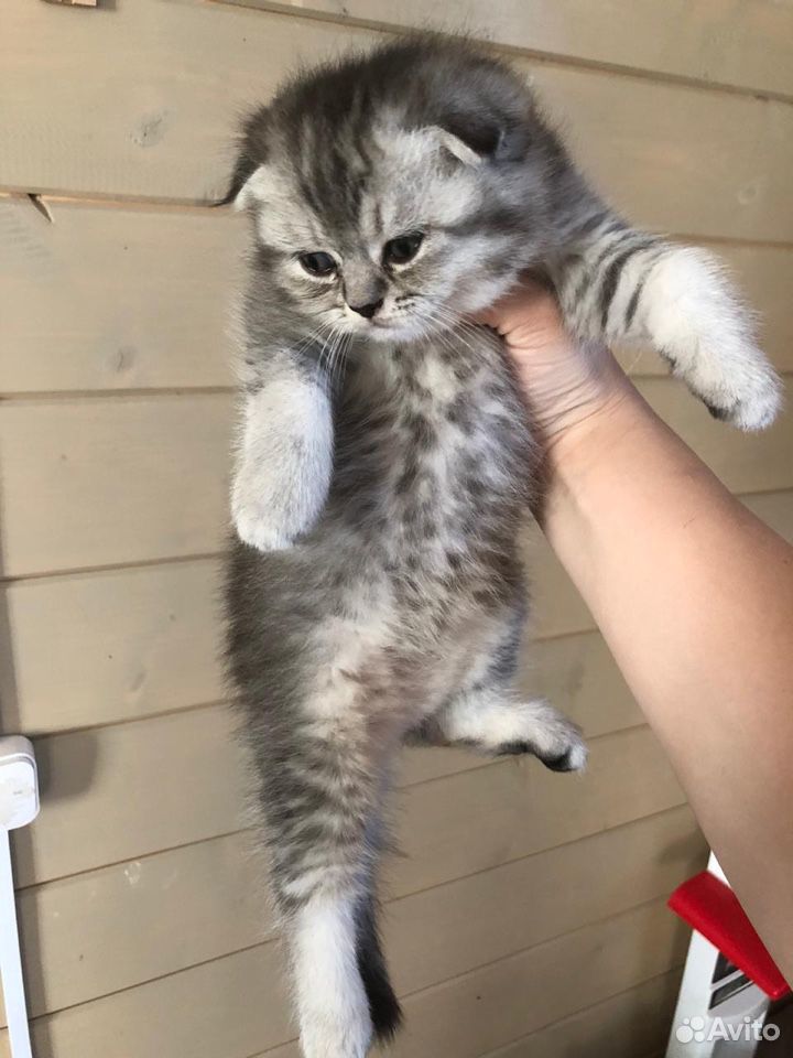 Шикарный плюшевый толстый котик