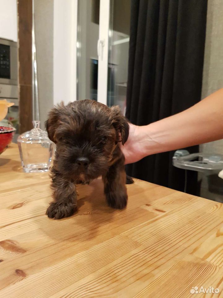 Щенок метис Йорка