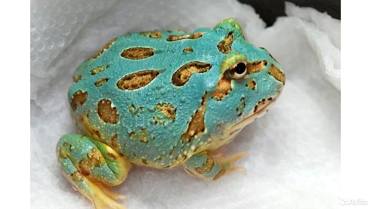 Лягушка Рогатая