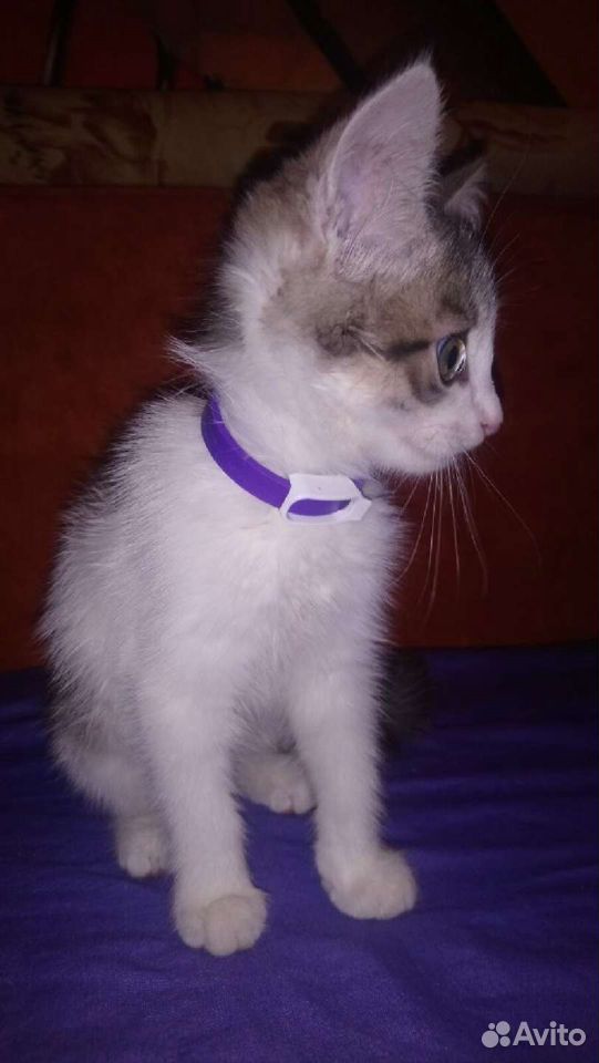 Катёнок мальчик