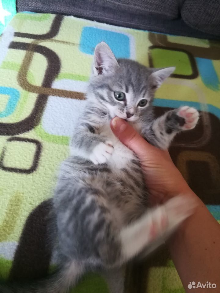 Кошка