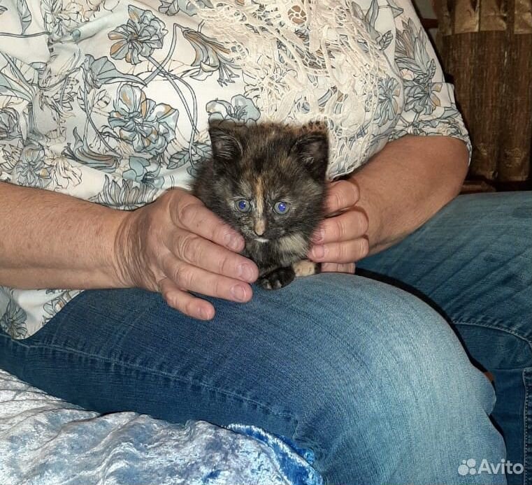 Котята в добрые руки в Колпино