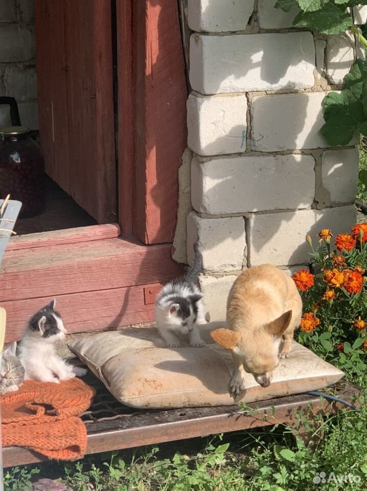 Котятки