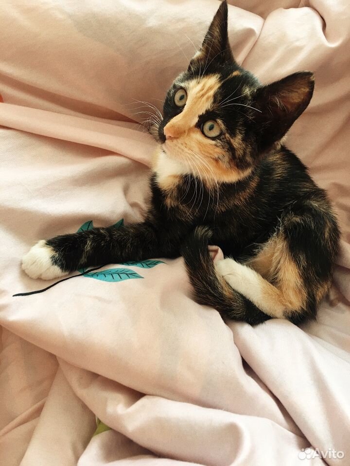 Отдаём малышку в добрые руки