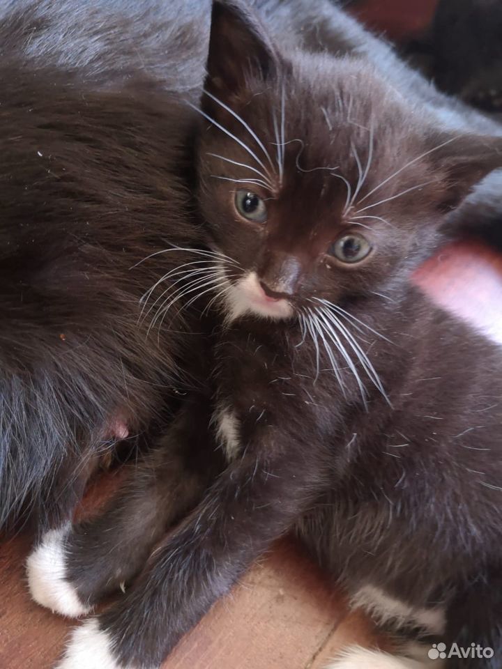 Чёрный красавец в добрые руки