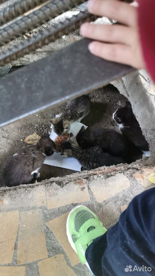Котята дворянские