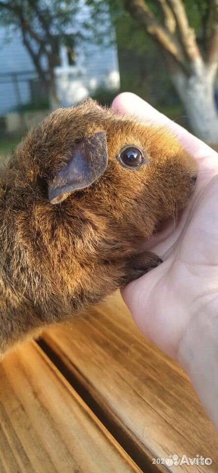 Морская свинка (американский тедди)