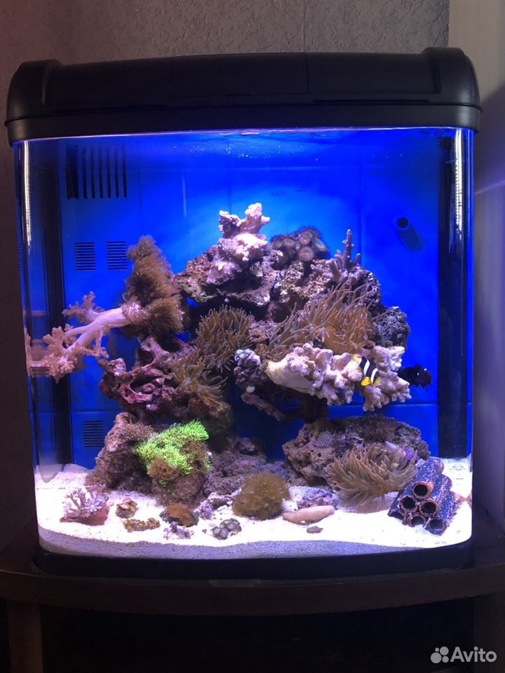 Морской мини аквариум