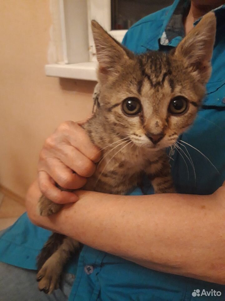 Который- тигрёнок ищет дом