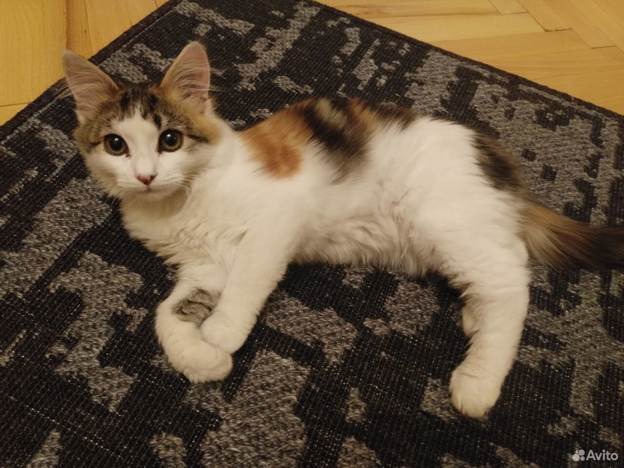 Трехцветная кошечка 3,5 месяца