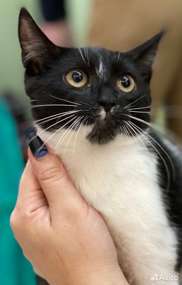 Котенок Ричард ищет дом