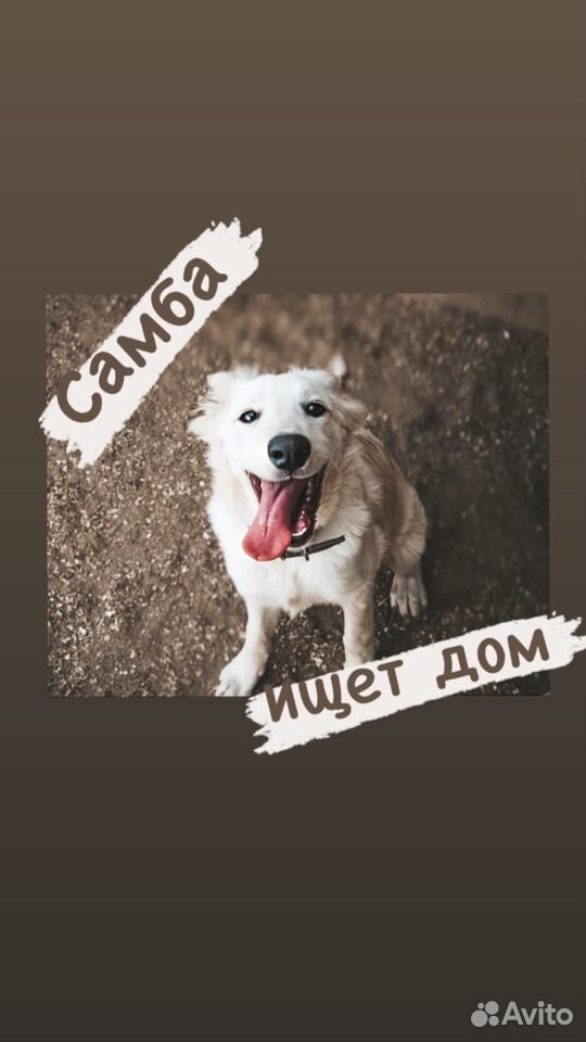 Самба-некрупная девочка ищет Дом