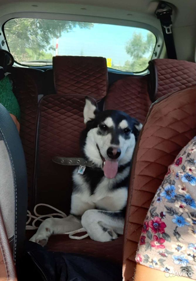 Сибирский хаски