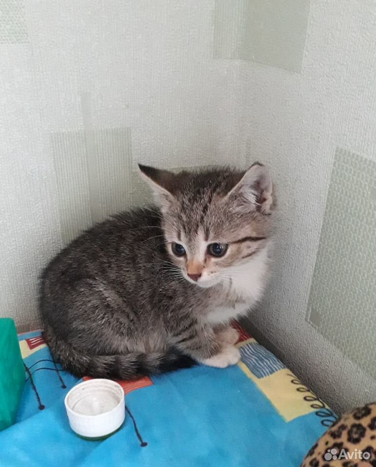 Мусенька,1,5 мес,ищем семью