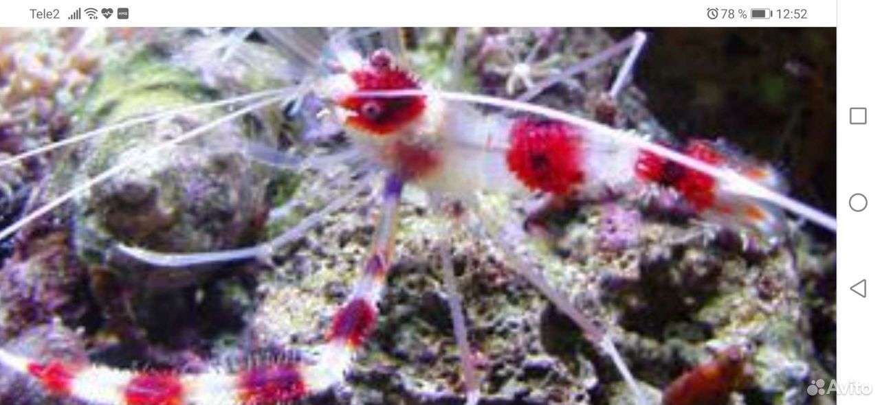 Креветка боксер