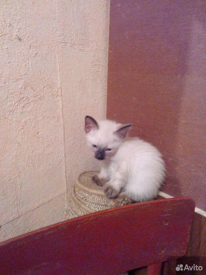 Сеамский котик