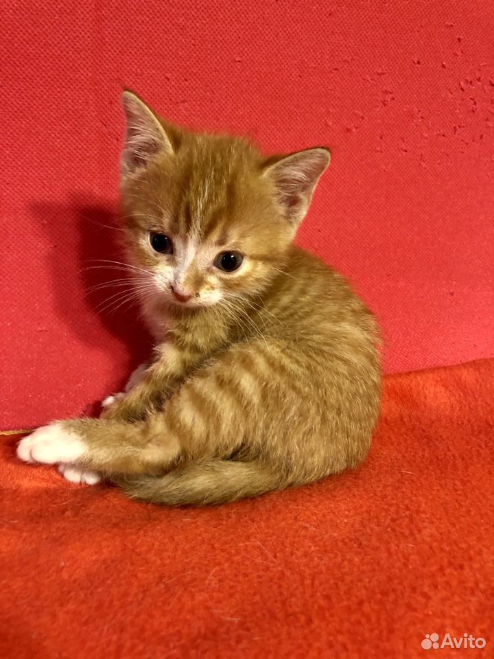 Рыжий котёнок 1,5 месяца