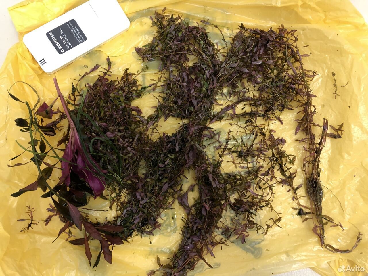 Ротала макрандра мини (Rotala macrandra)