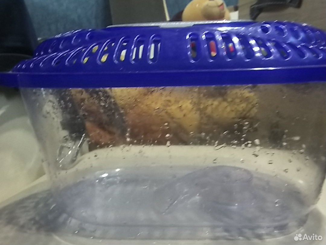 Маленький аквариум для черепахи