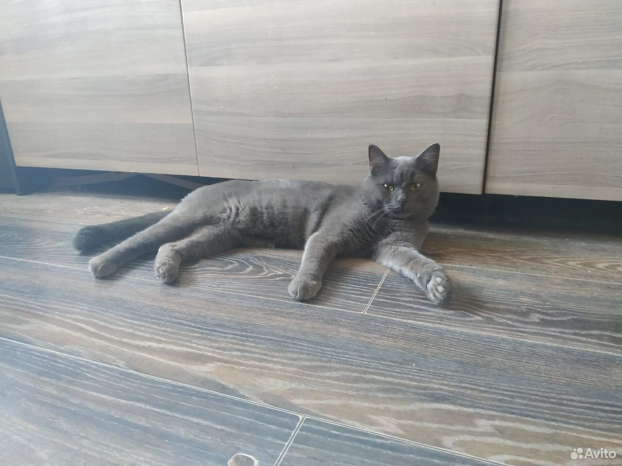 Кот британец в добрые руки