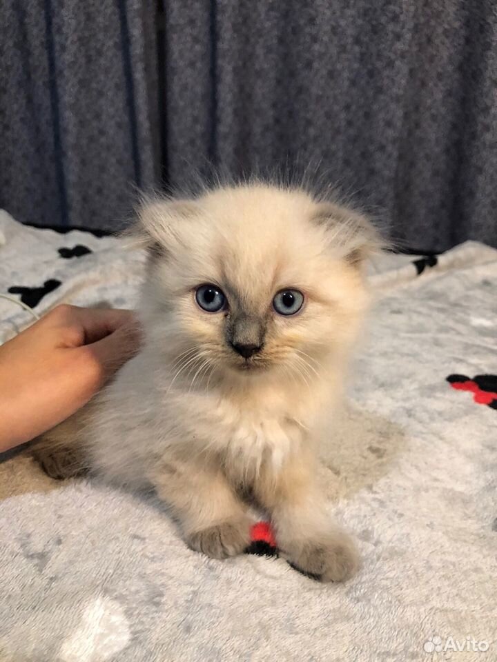 Шотландский вислоухий котёнок (чистая порода)