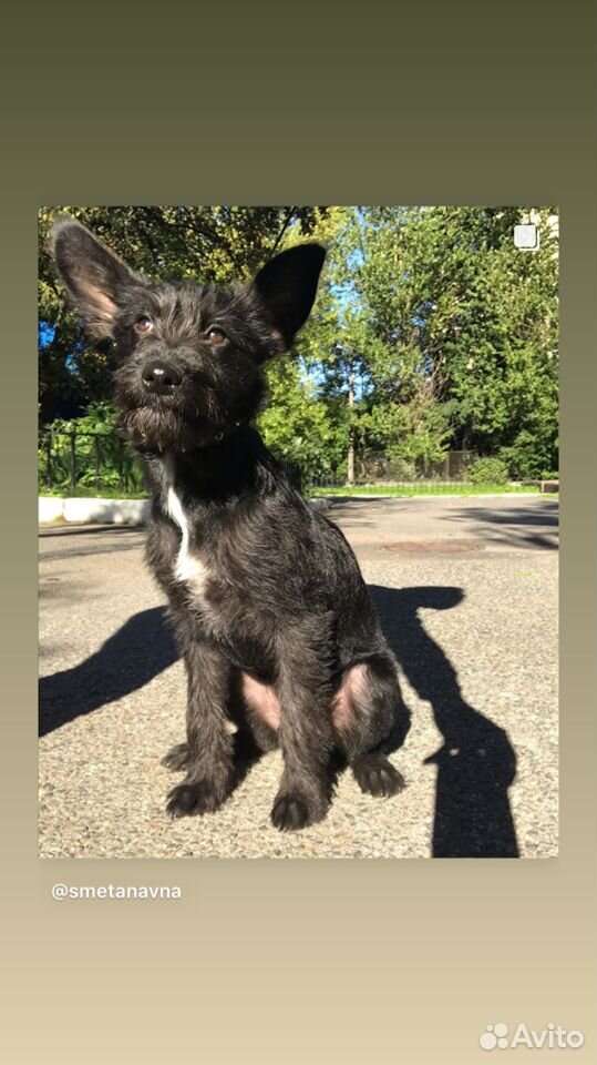 Отдаётся терьеристый метис (Девочка, 4 месяца) в д